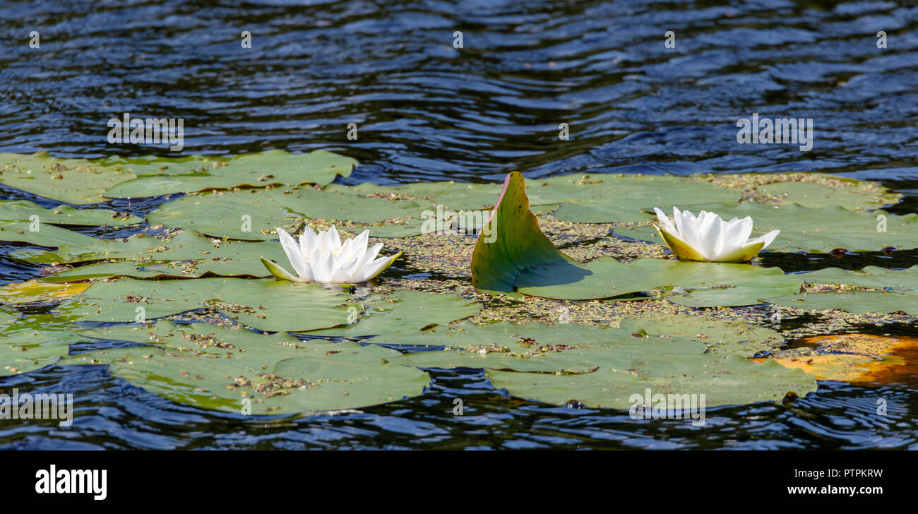 Some water lily starting flowering over water, Podlasie Region, Poland ...