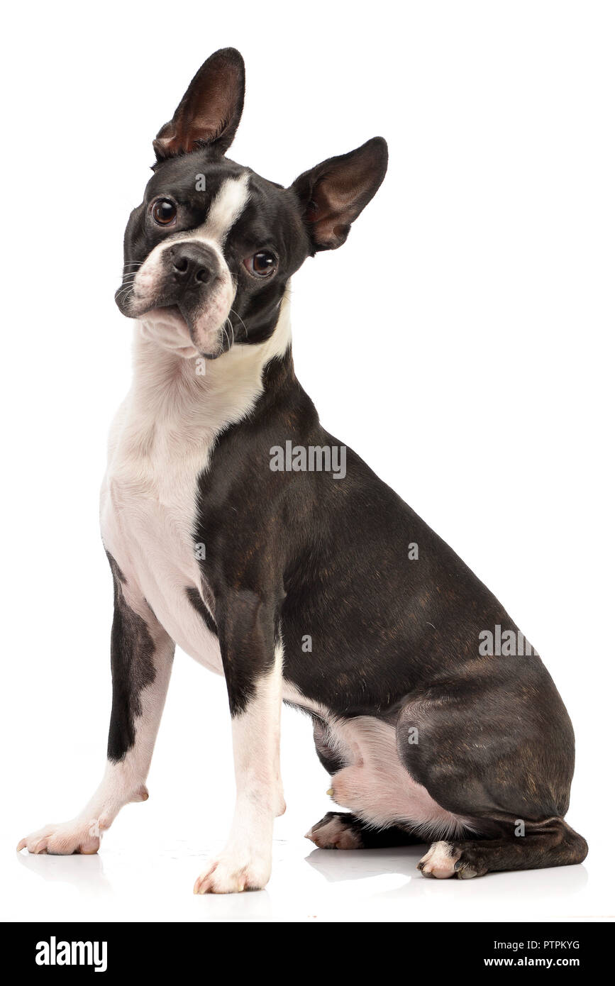 Studio shot of an adorable Boston Terrier sitting on white background ...