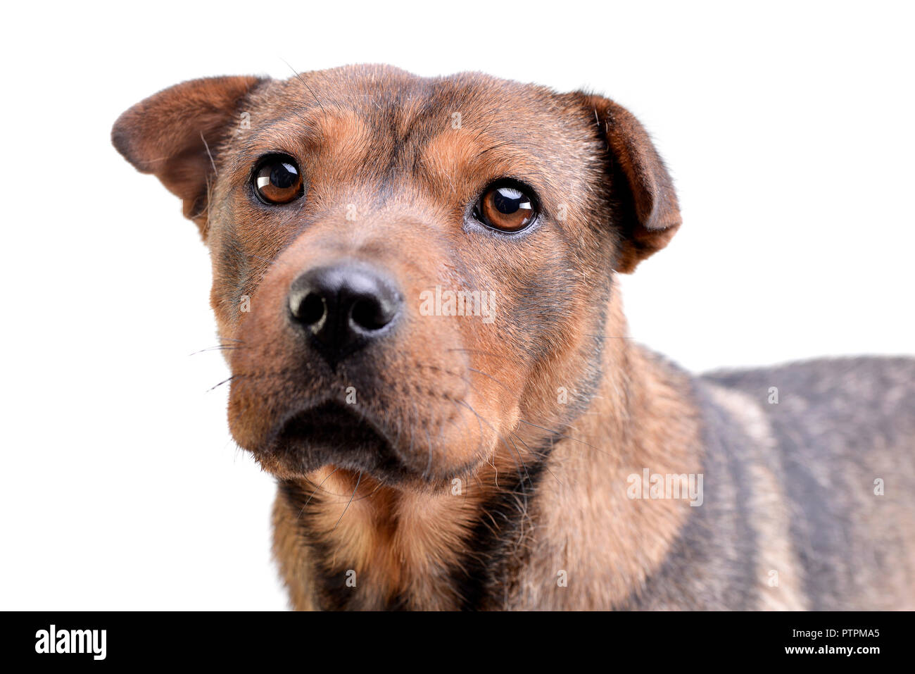 Portrait of an adorable mixed breed dog - isolated on white background ...