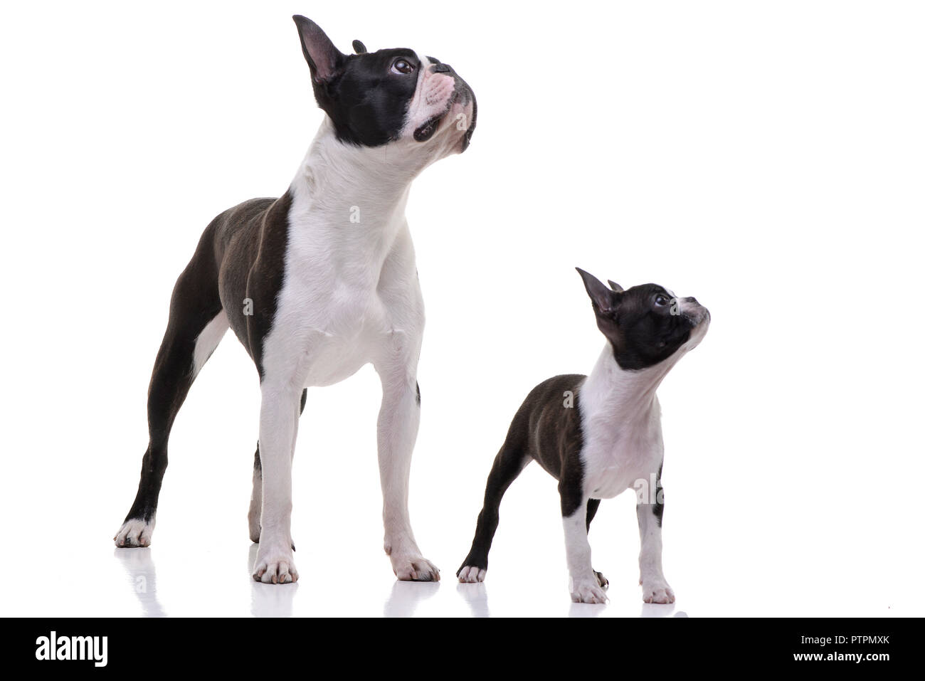 Boston terrier standing hi-res stock photography and images - Alamy
