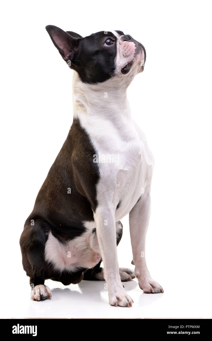 Studio shot of an adorable Boston Terrier sitting on white background ...