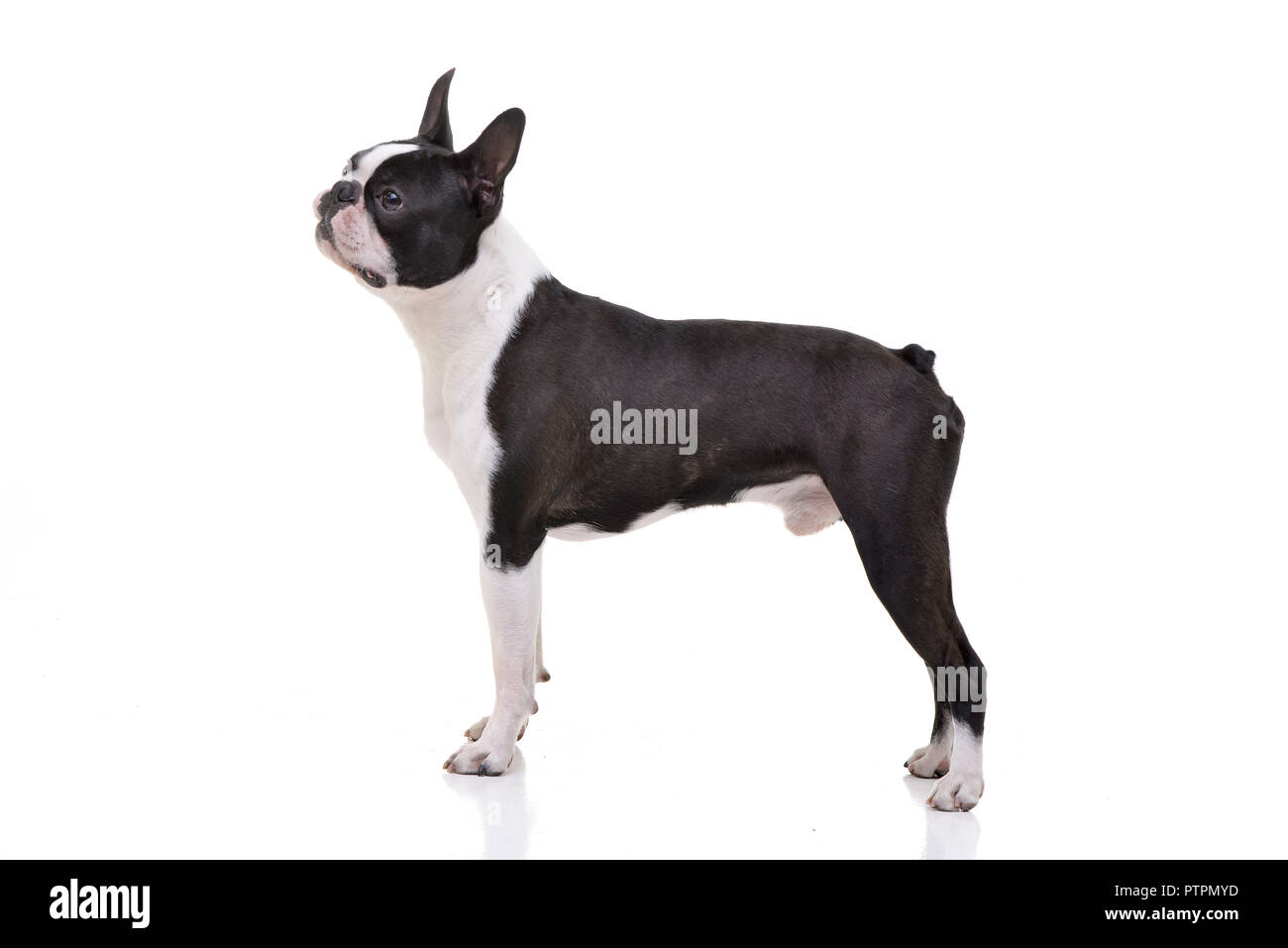 Boston terrier standing hi-res stock photography and images - Alamy