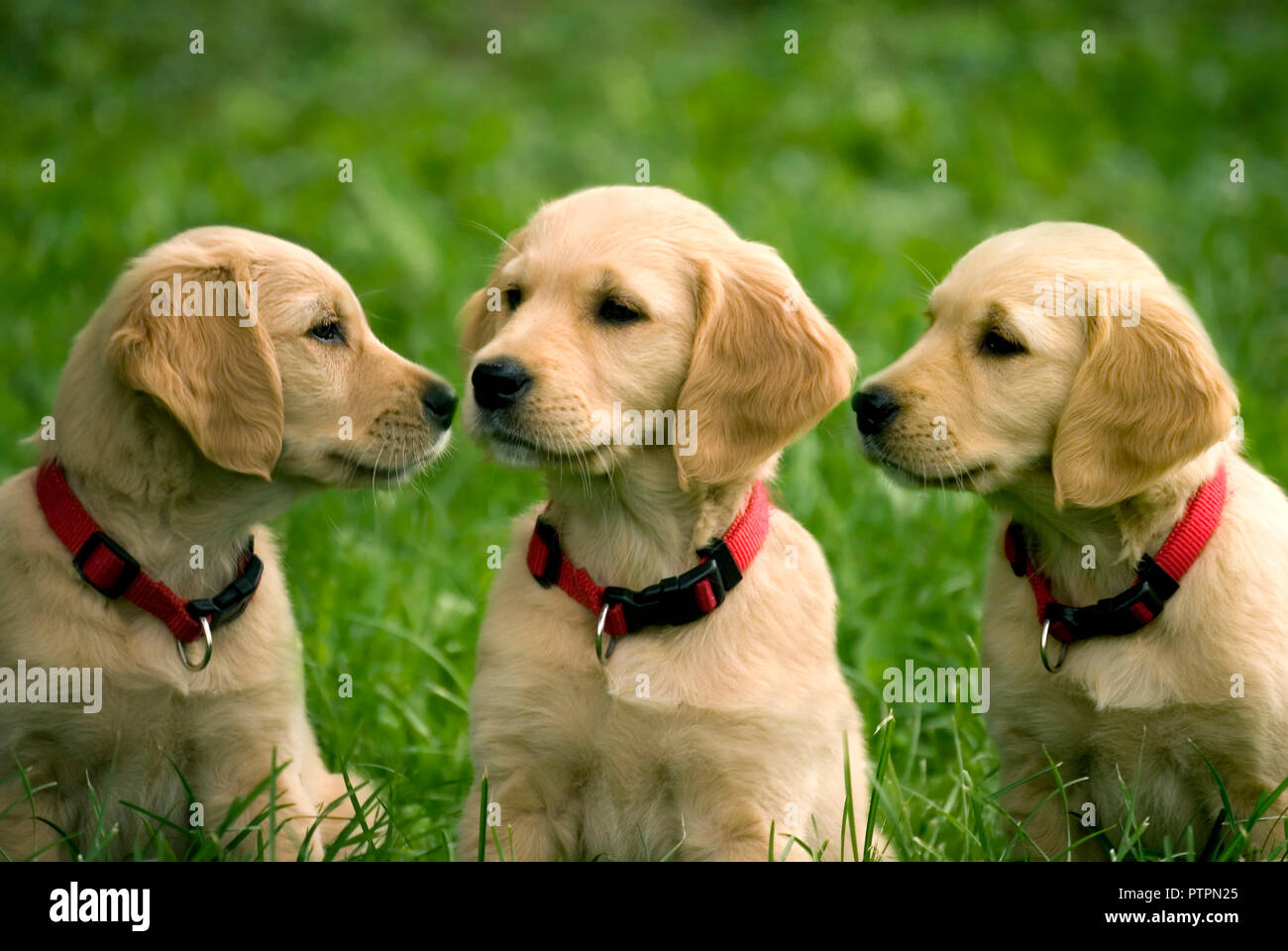 triplets of Golden Retriever puppies Stock Photo - Alamy