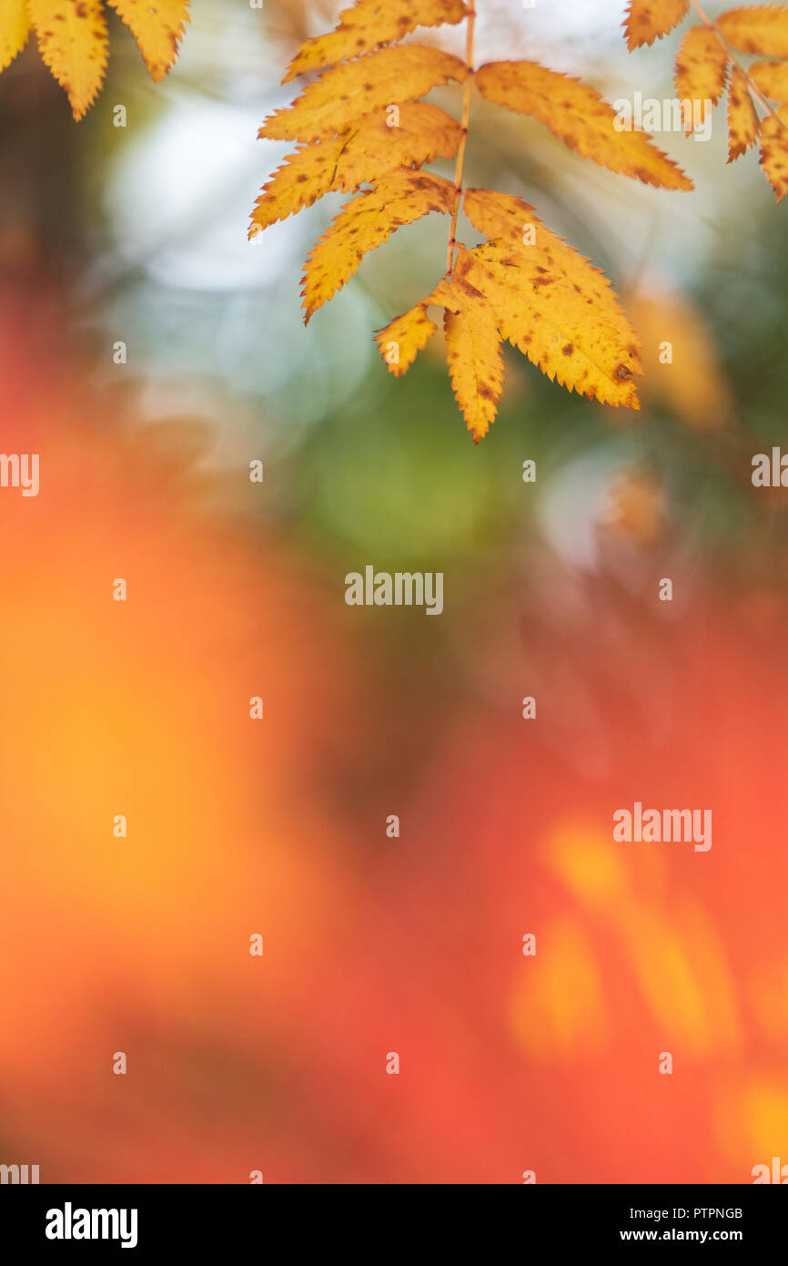 Rowan tree (Sorbus aucuparia) leaves in autumn colors Stock Photo - Alamy