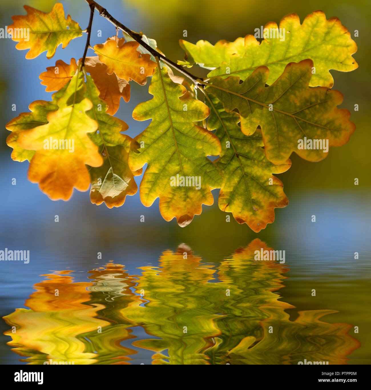 Autumn leaves falling water hi-res stock photography and images - Alamy