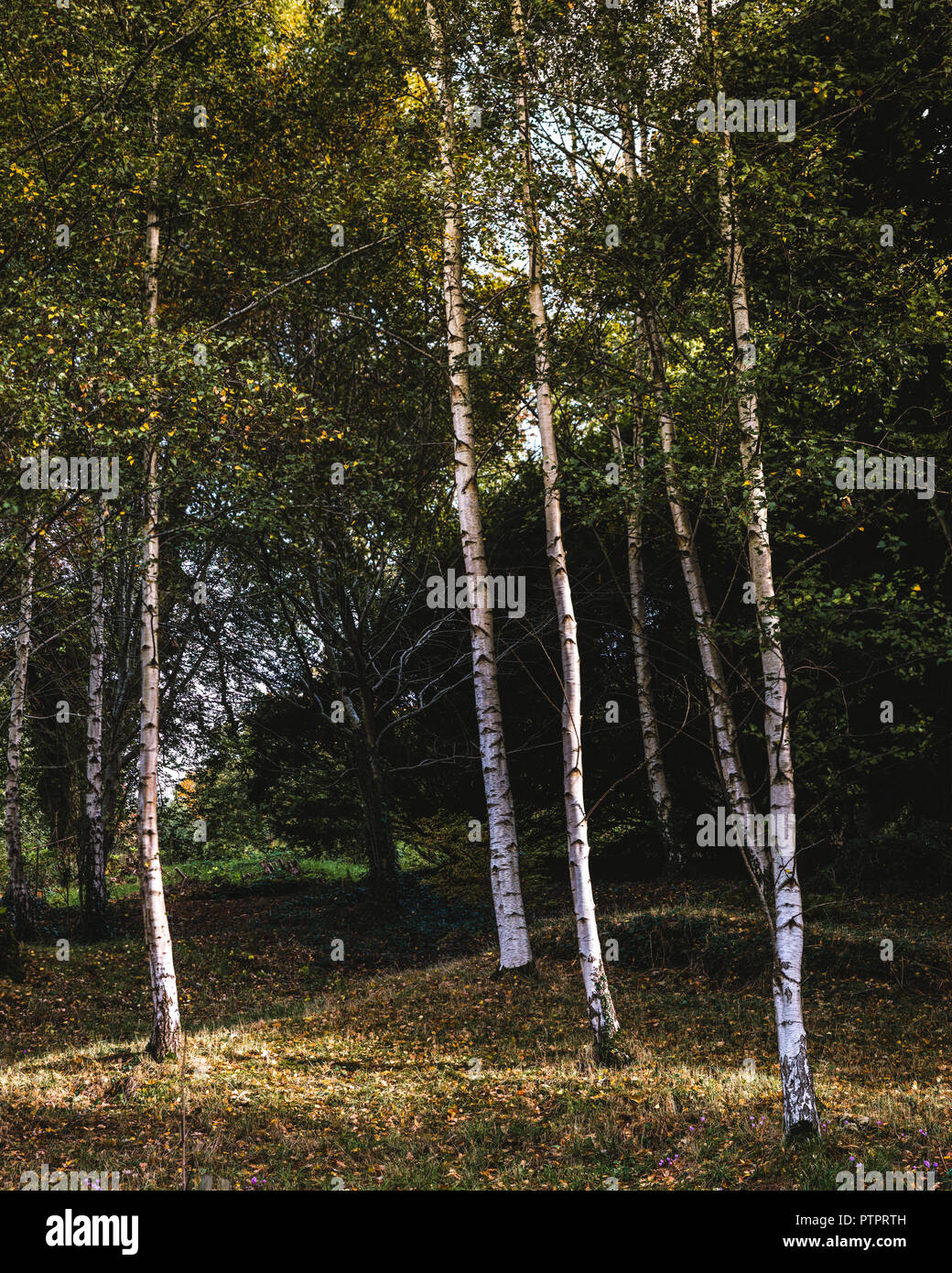 Silver birch trees in East Devon, South West England, United Kingdom ...