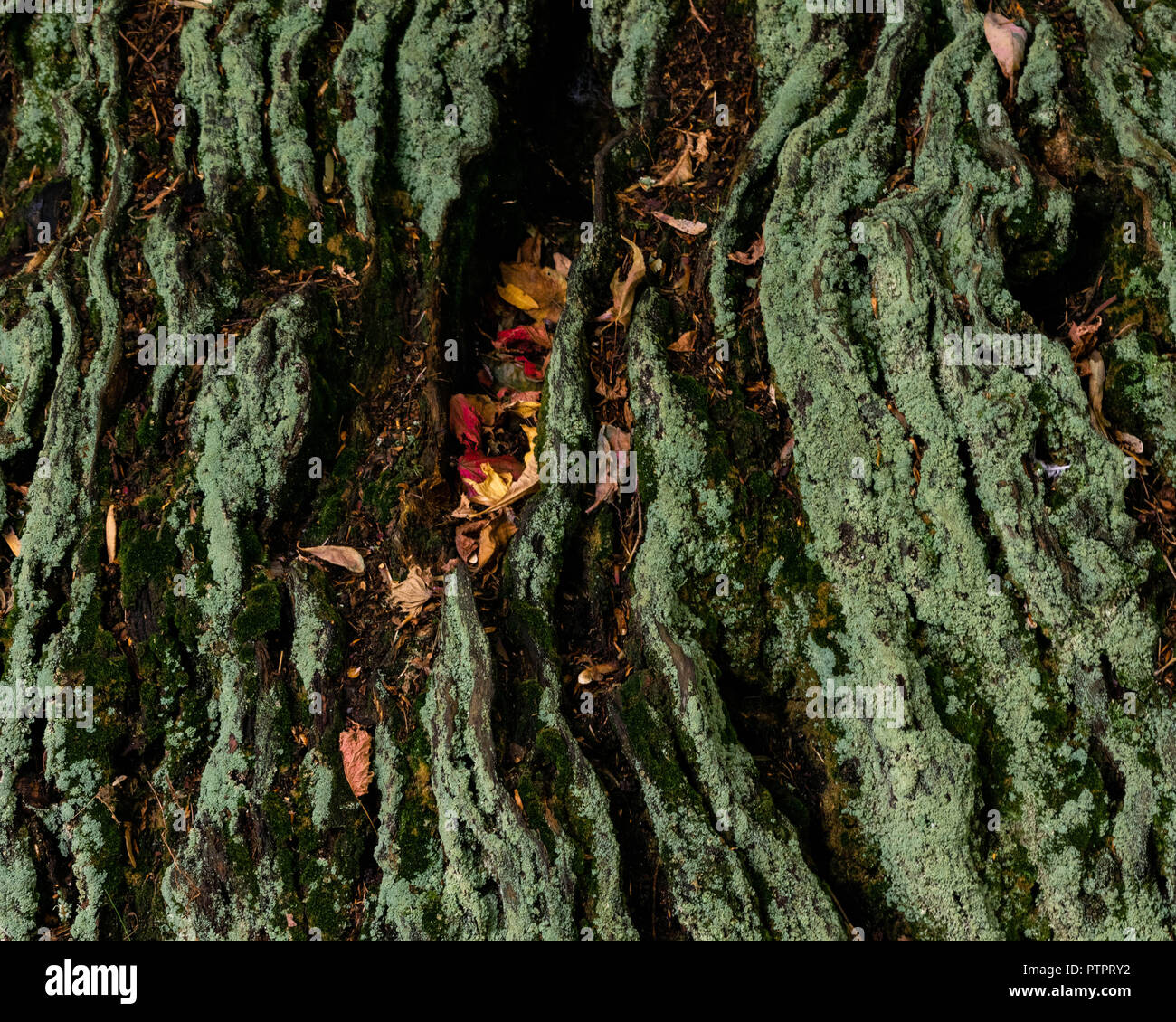 Root system of a tree hi-res stock photography and images - Alamy