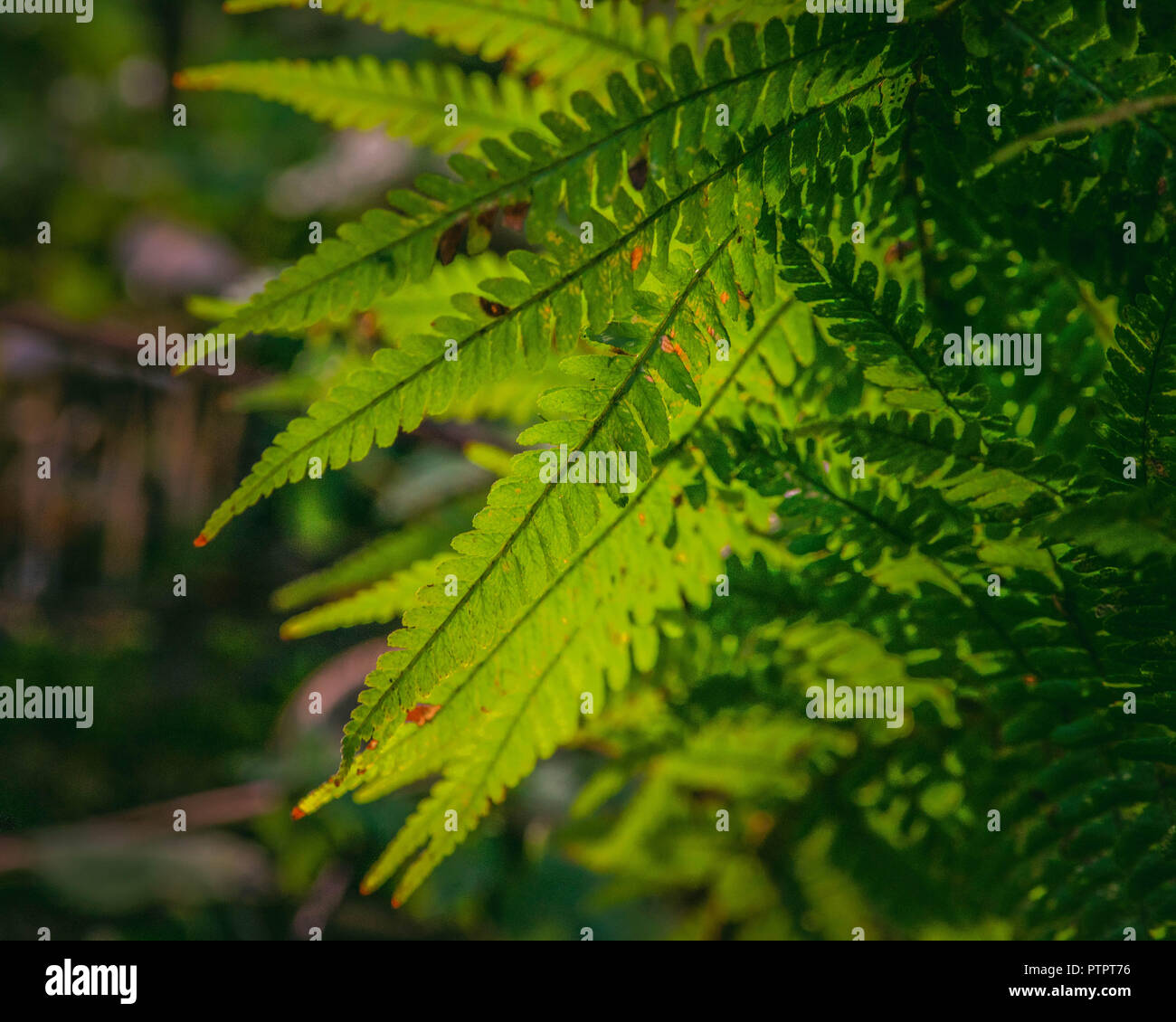 Common male fern (Dryopteris filix-mas) in an East Devon woodland ...