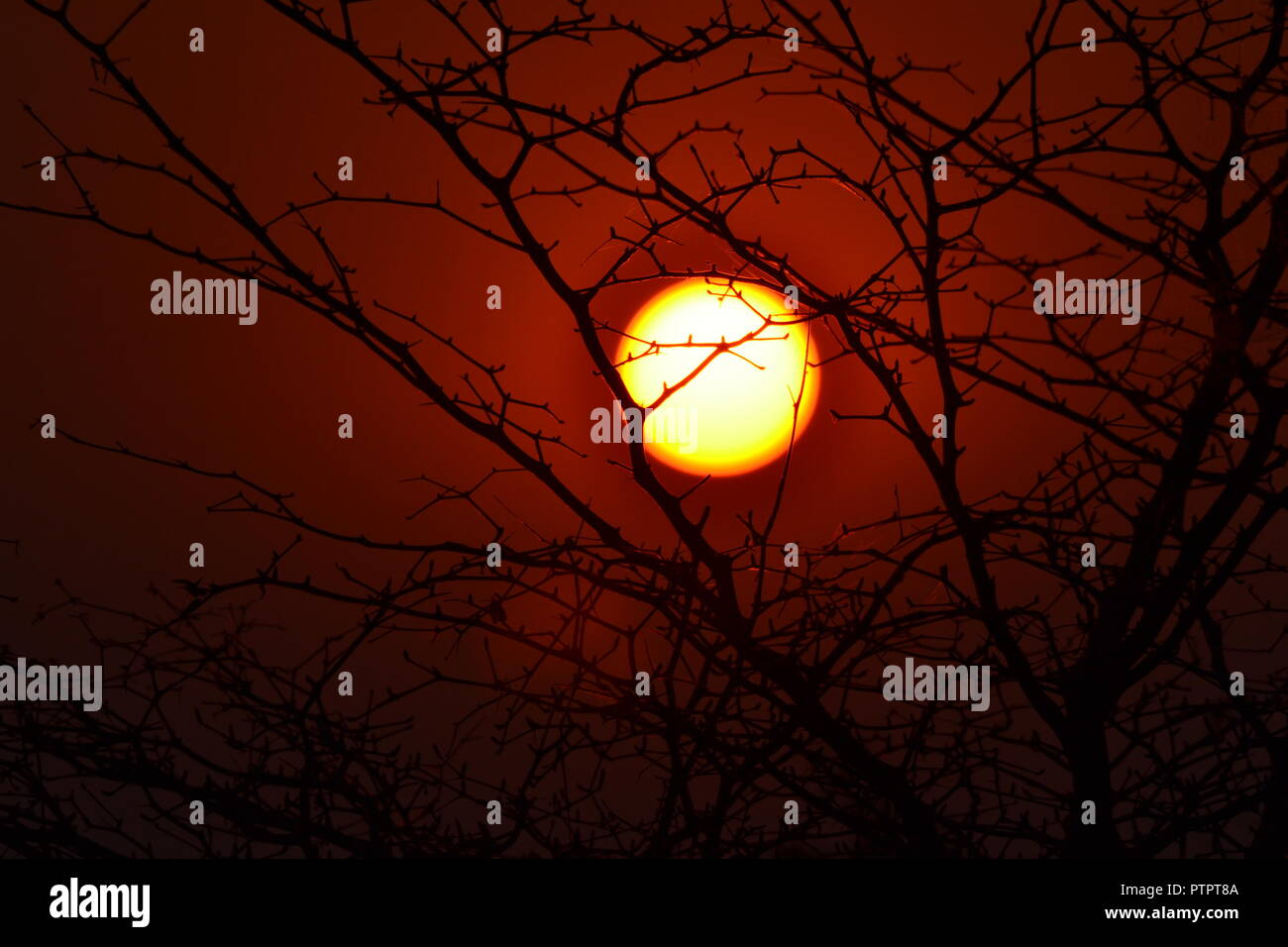 African tree sunset hi-res stock photography and images - Alamy