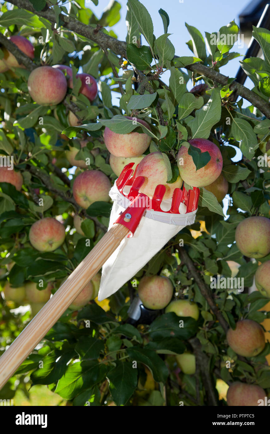 Fruit picker hi-res stock photography and images - Alamy