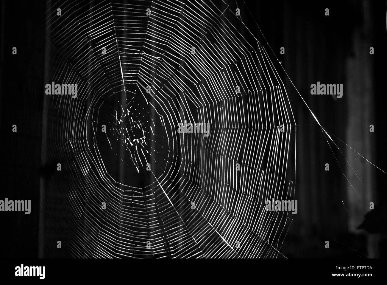 Close up spooky cobweb Black and White Stock Photos & Images - Alamy