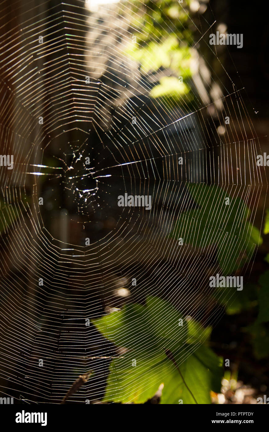 Cobweb pattern hi-res stock photography and images - Alamy
