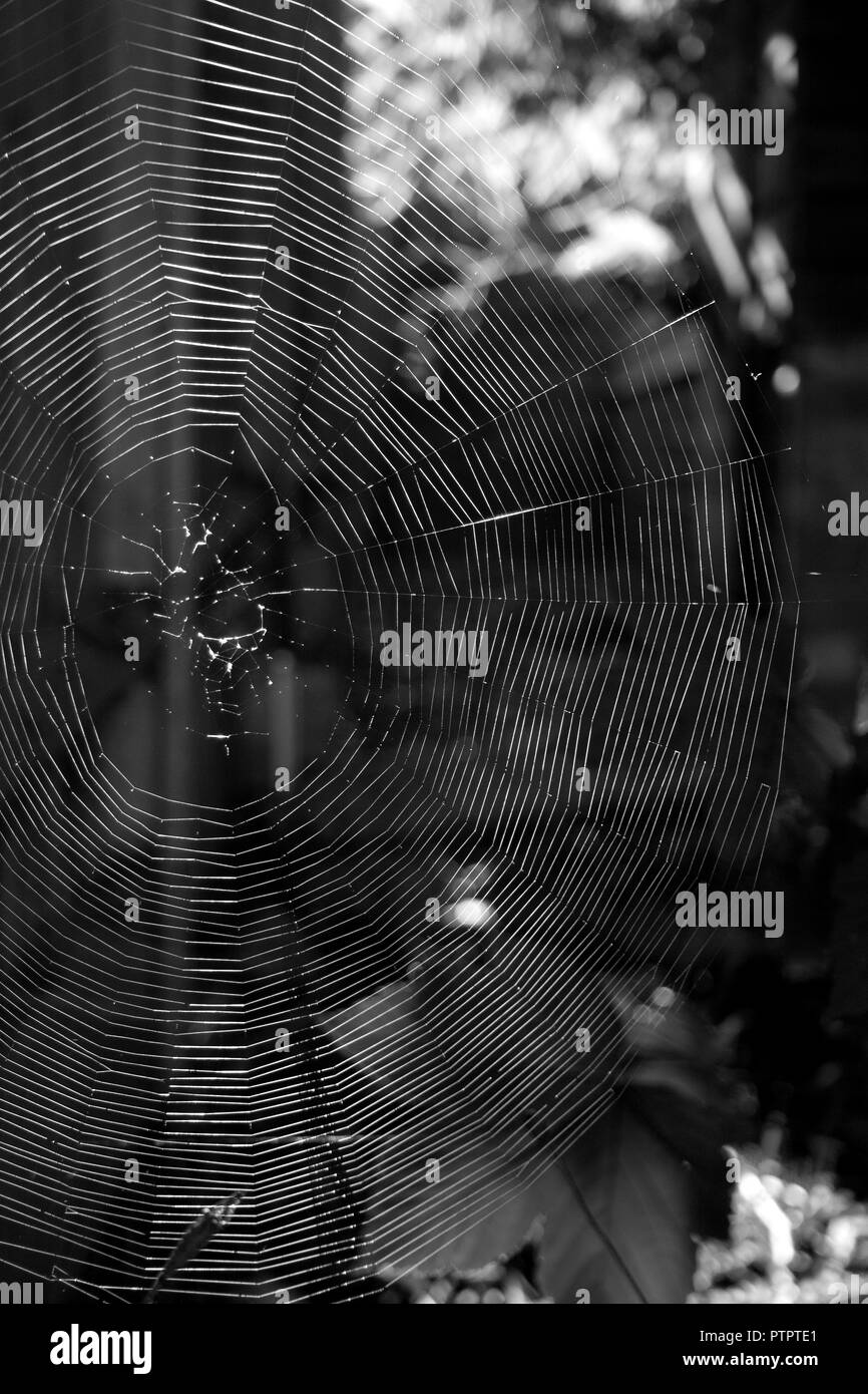 Halloween cobweb background spooky Black and White Stock Photos ...