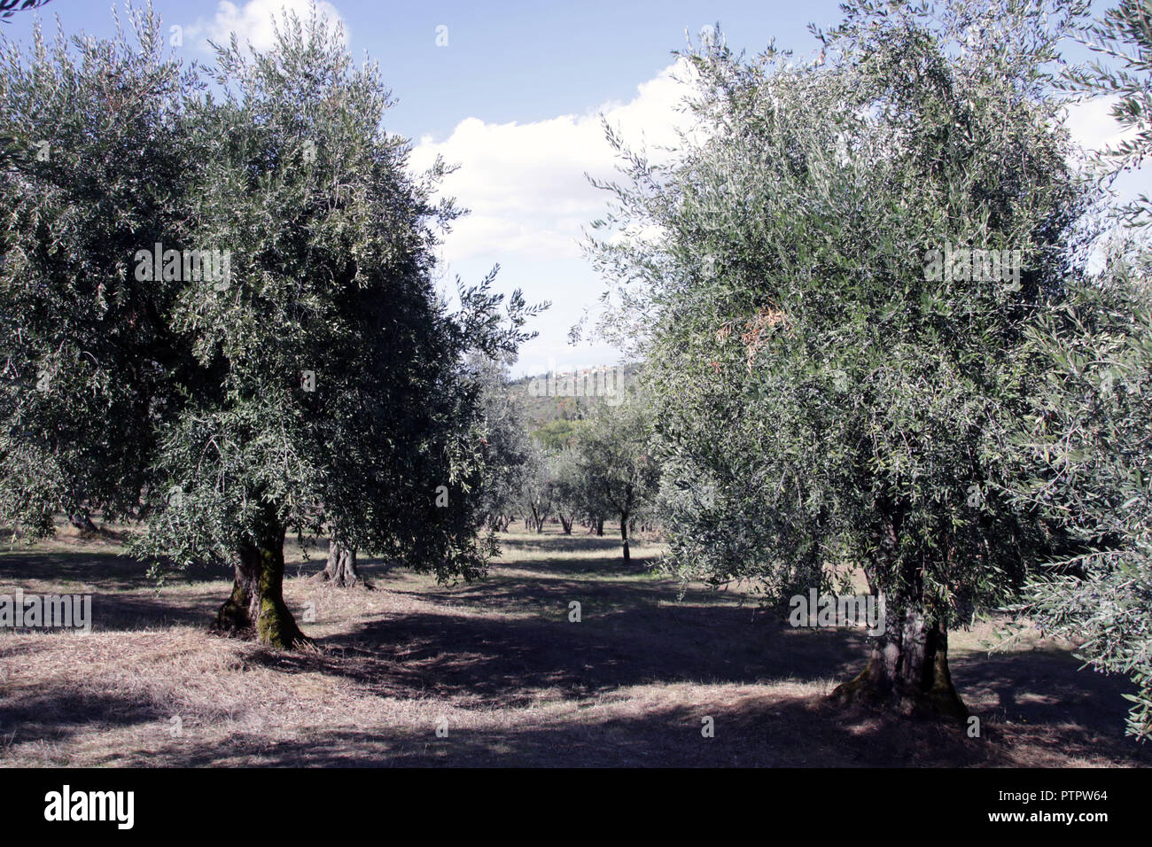 Olive oil, trees, olive trees, countryside, Tuscany Stock Photo - Alamy