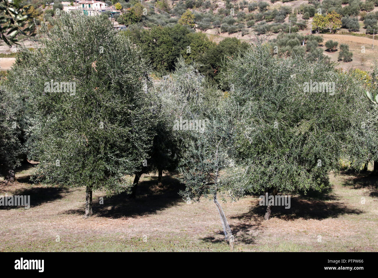 Olive oil, trees, olive trees, countryside, Tuscany Stock Photo - Alamy