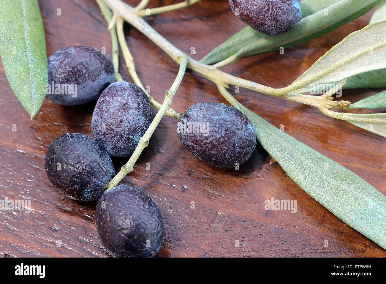 Olive oil trees hi-res stock photography and images - Alamy