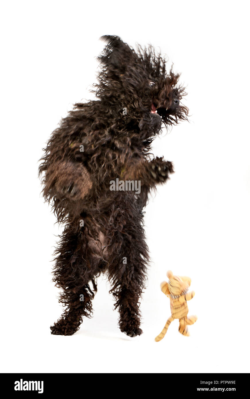 An adorable Puli standing hind legs - studio shot, isolated on white ...