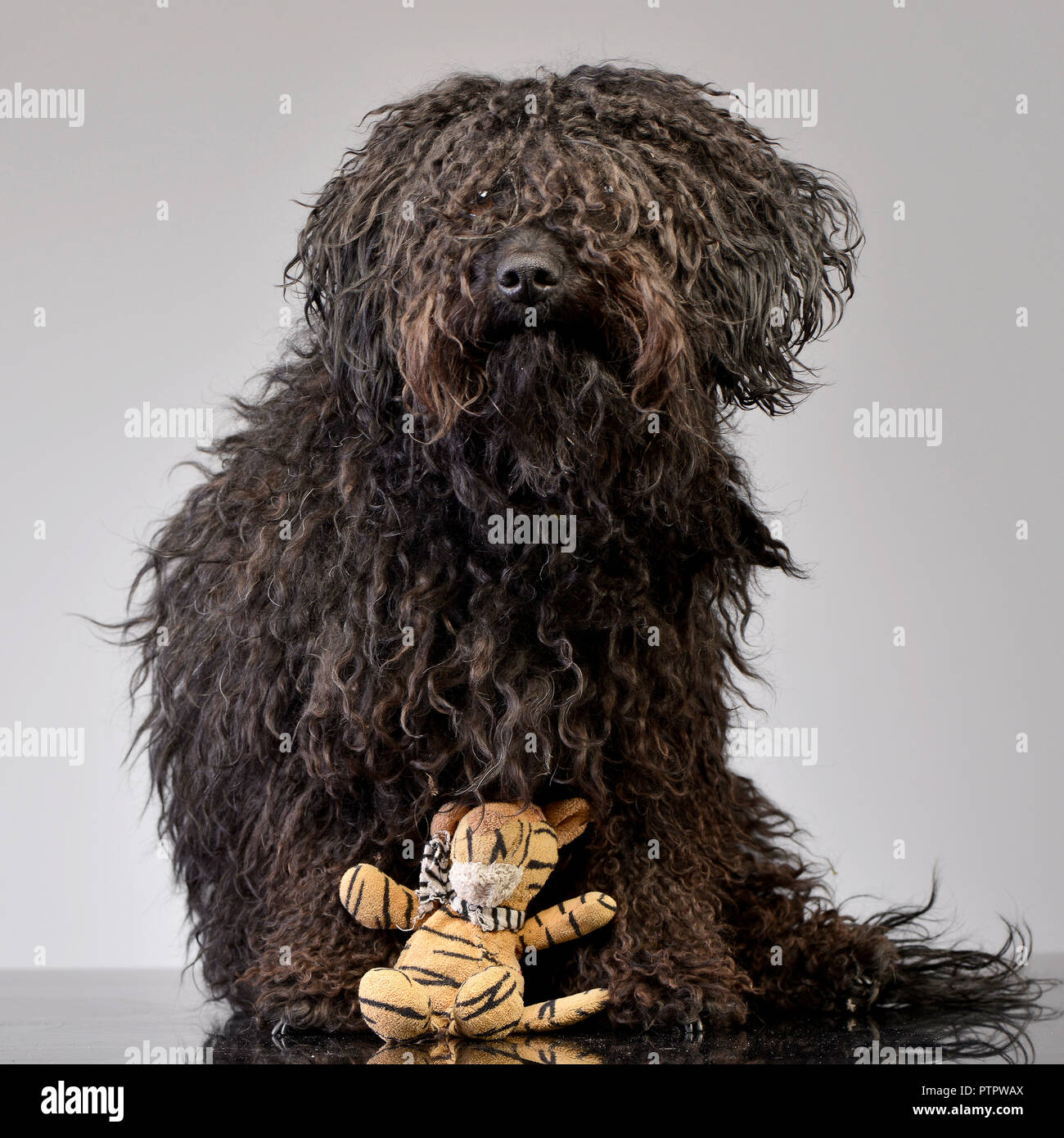 An adorable Puli sitting with a stuffed lion - studio shot, isolated on ...