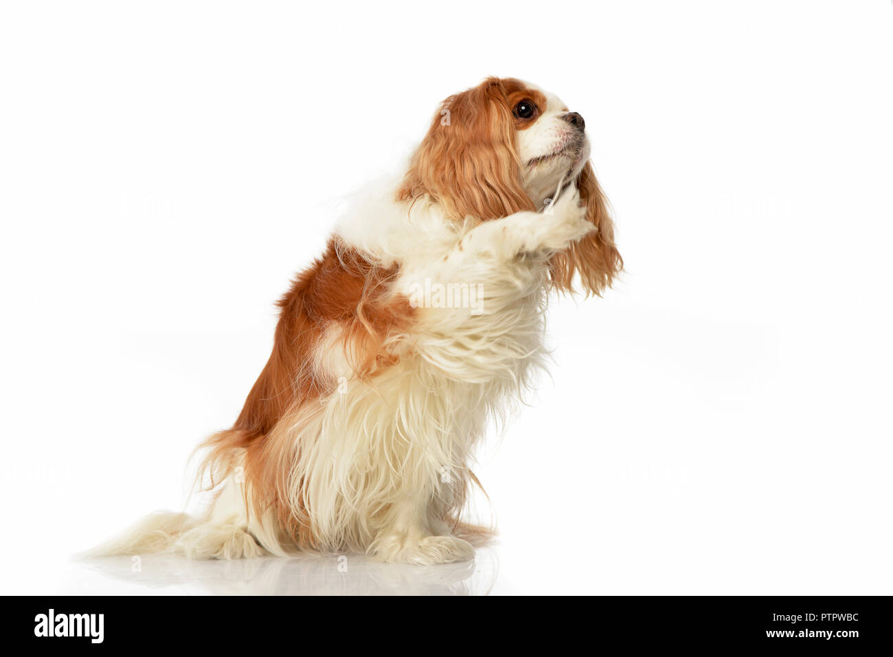 An adorable American Cocker Spaniel lifting her front leg - studio shot ...