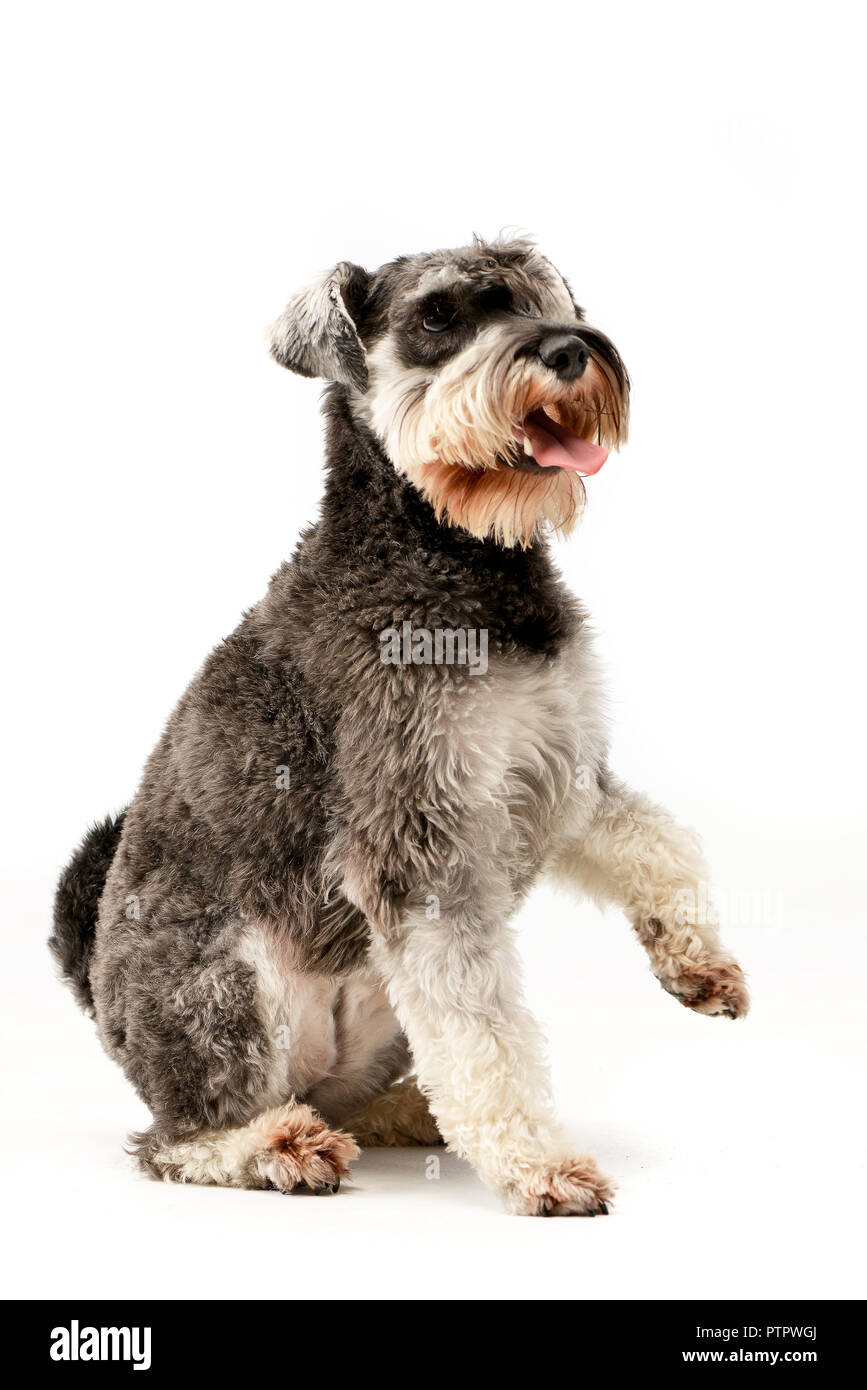 Studio shot of an adorable miniature schnauzer sitting on white ...