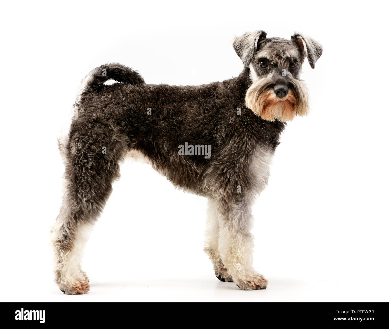 Studio shot of an adorable miniature schnauzer standing on white ...