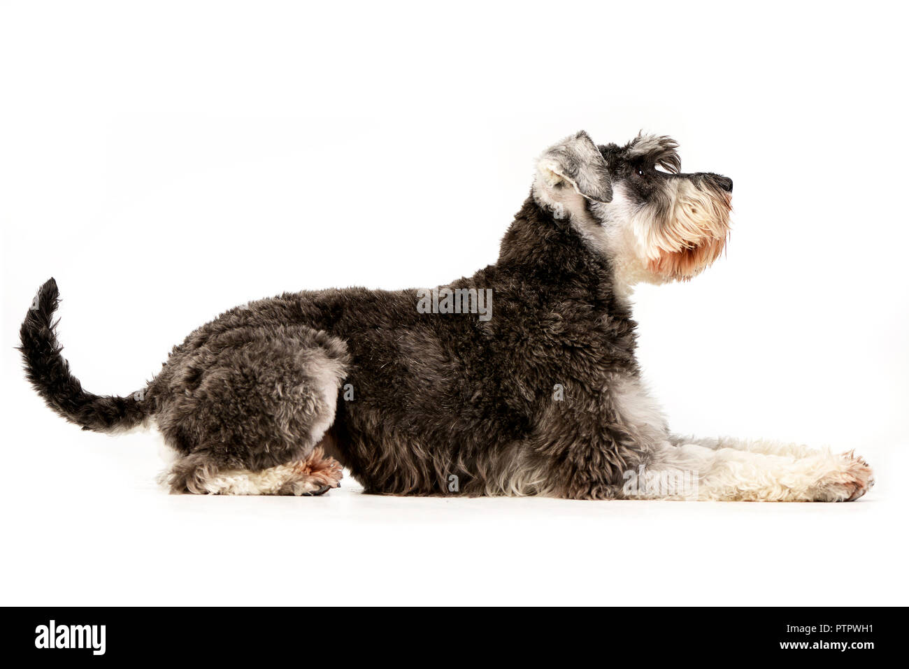 Studio shot of an adorable miniature schnauzer sitting on white ...