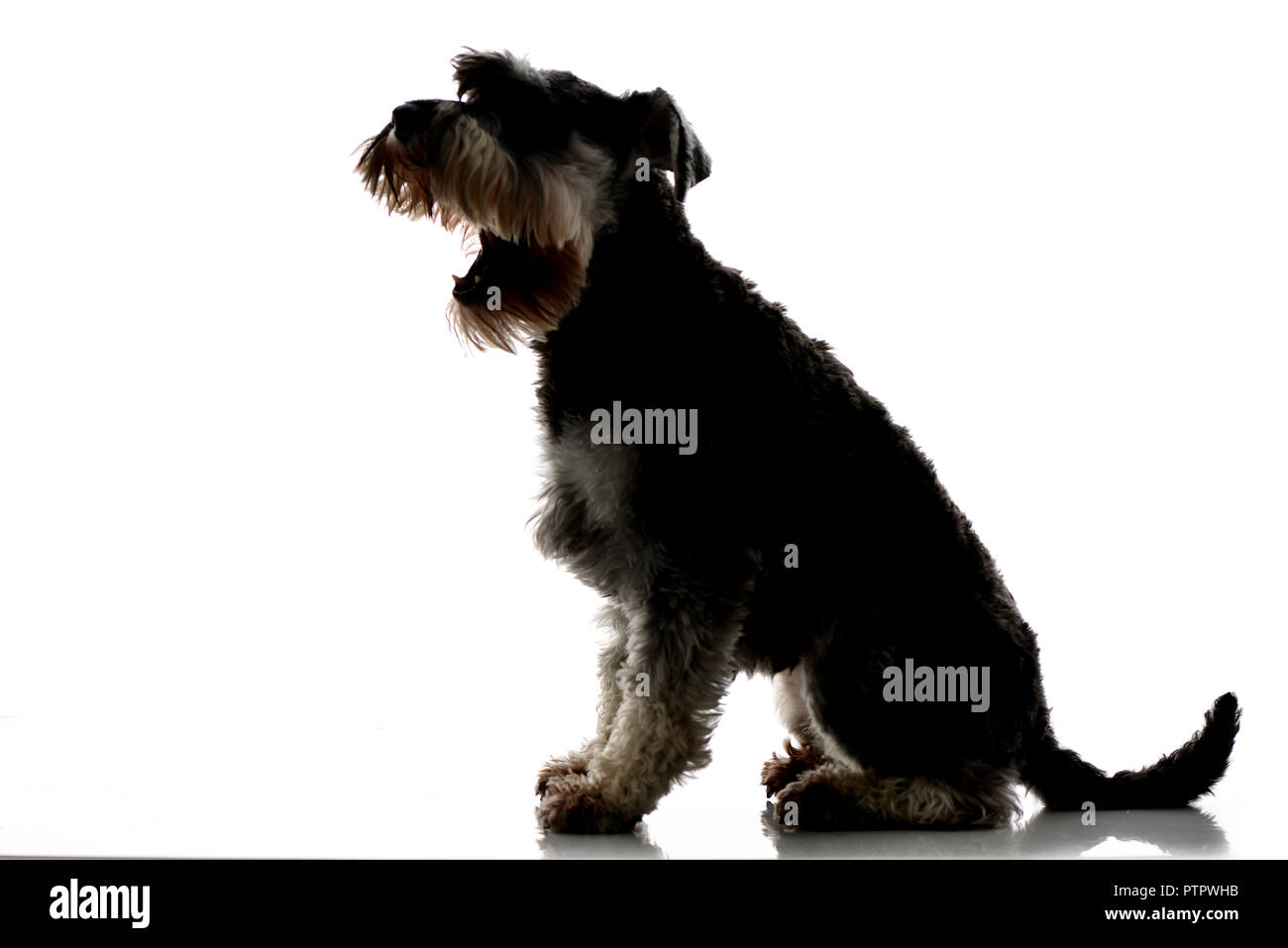 Studio shot of an adorable miniature schnauzer sitting on white ...