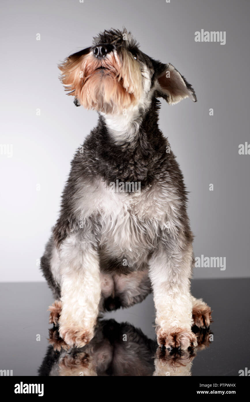 Miniature schnauzer sitting hi-res stock photography and images - Alamy