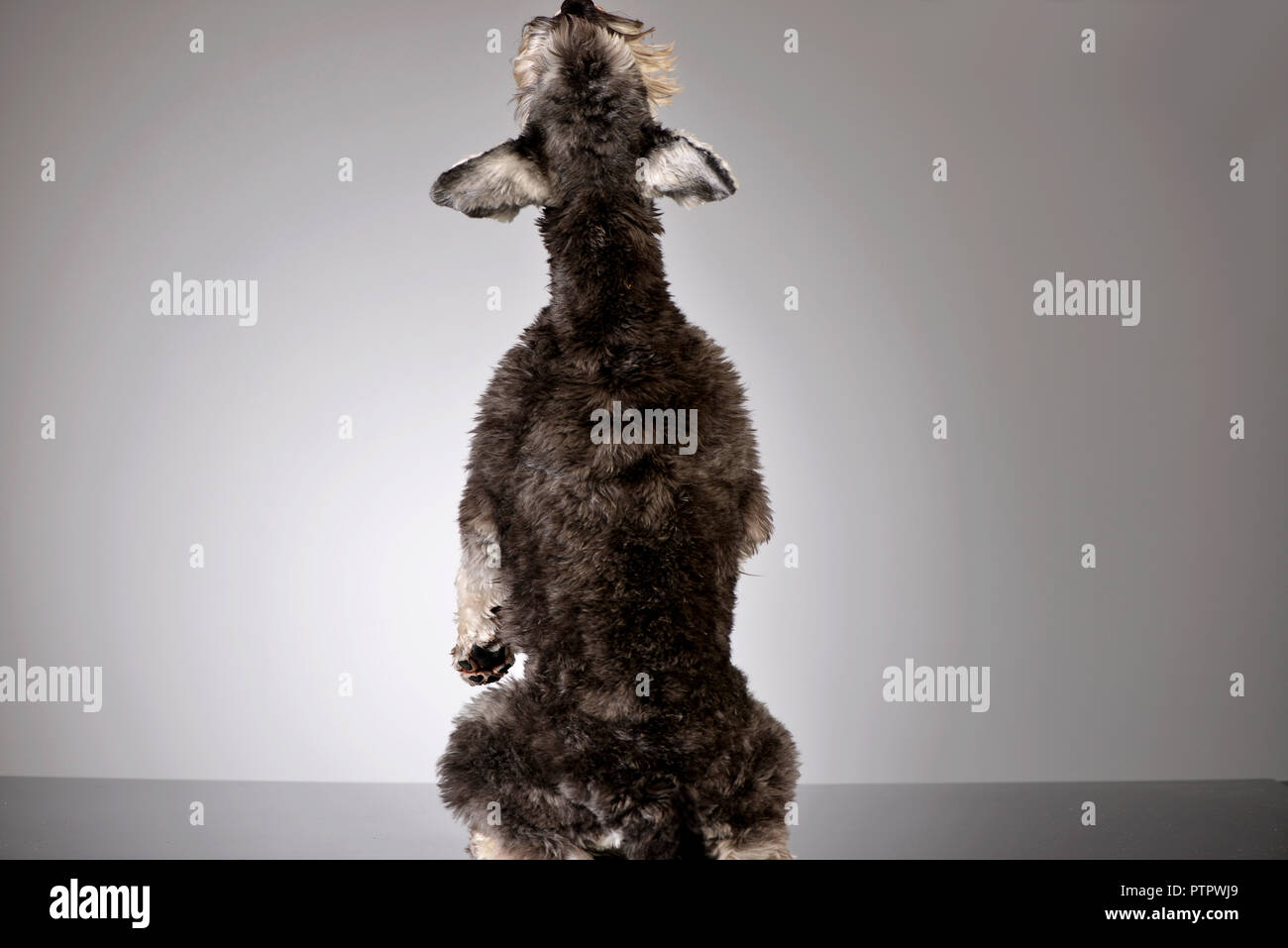 An adorable miniature schnauzer sitting and barking on grey background ...