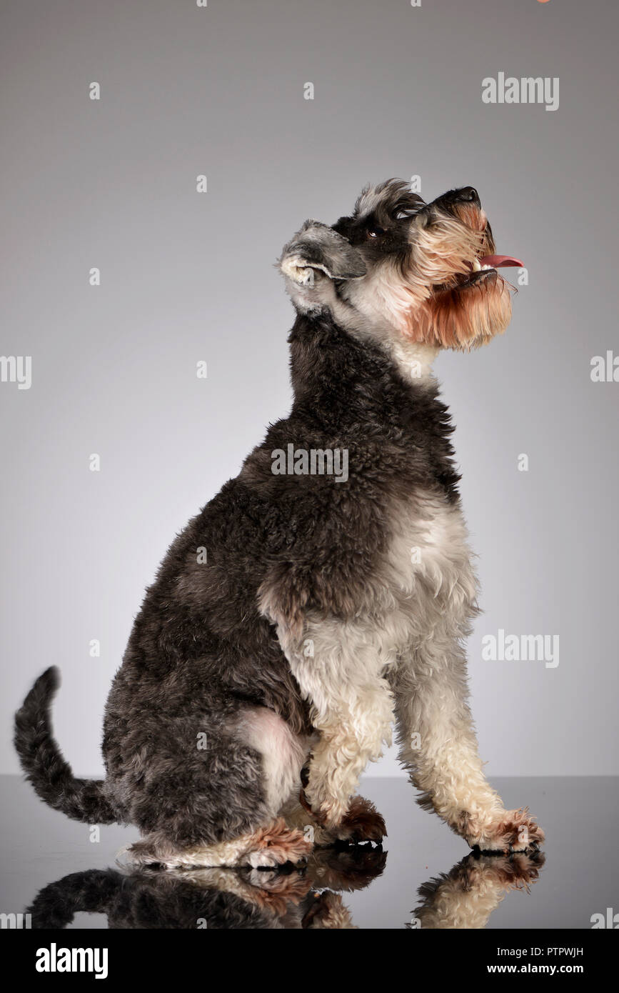 Miniature schnauzer sitting hi-res stock photography and images - Alamy