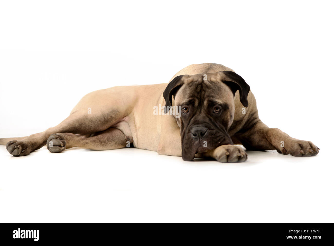 Studio shot of an adorable Bull mastiff lying on white background Stock ...