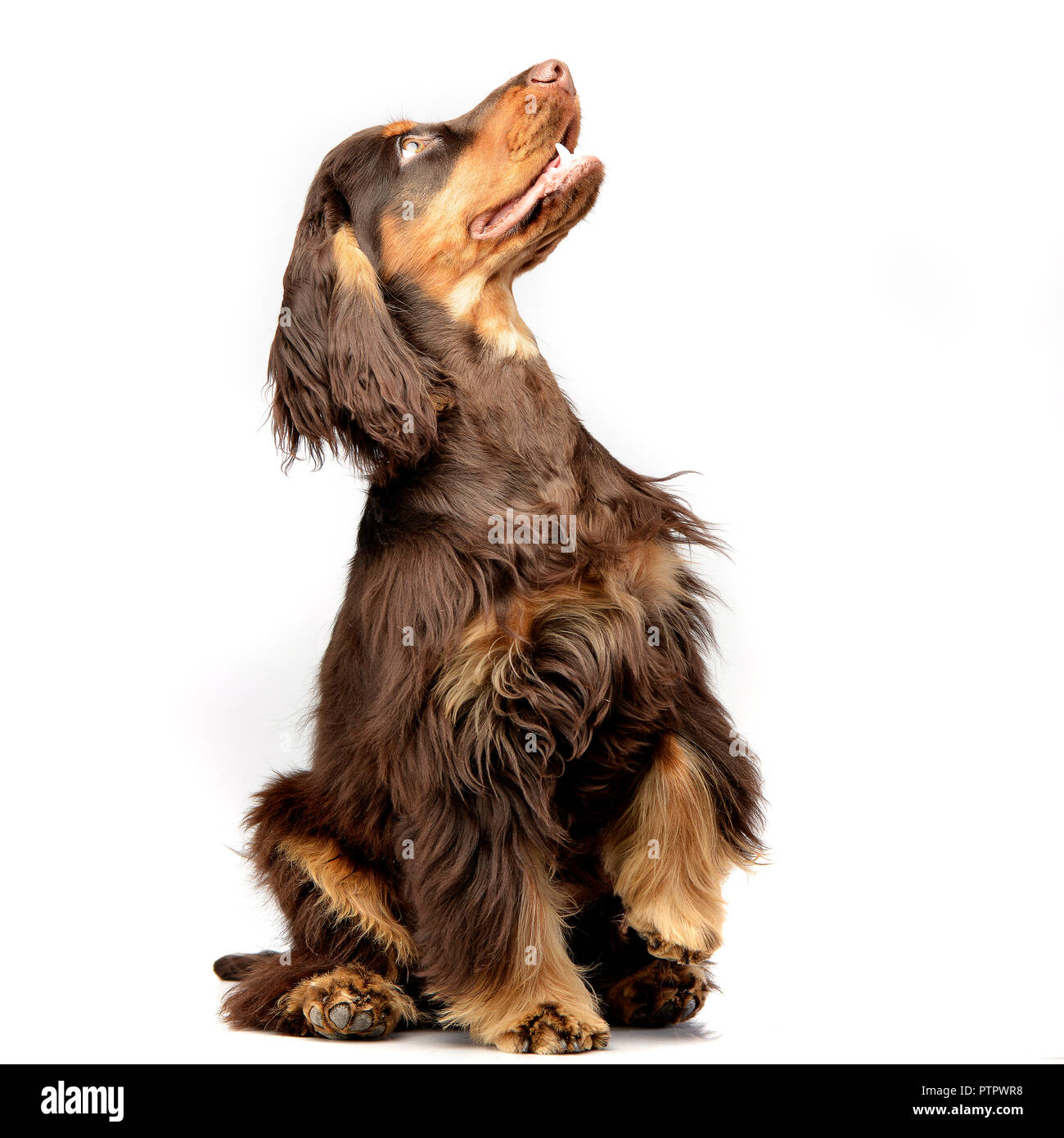 Studio shot of an adorable English Cocker Spaniel sitting on white ...
