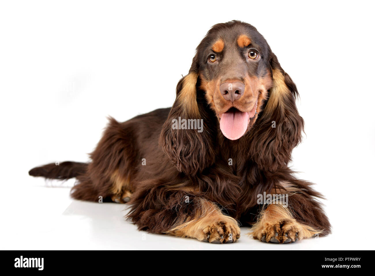 Studio shot of an adorable English Cocker Spaniel lying on white ...