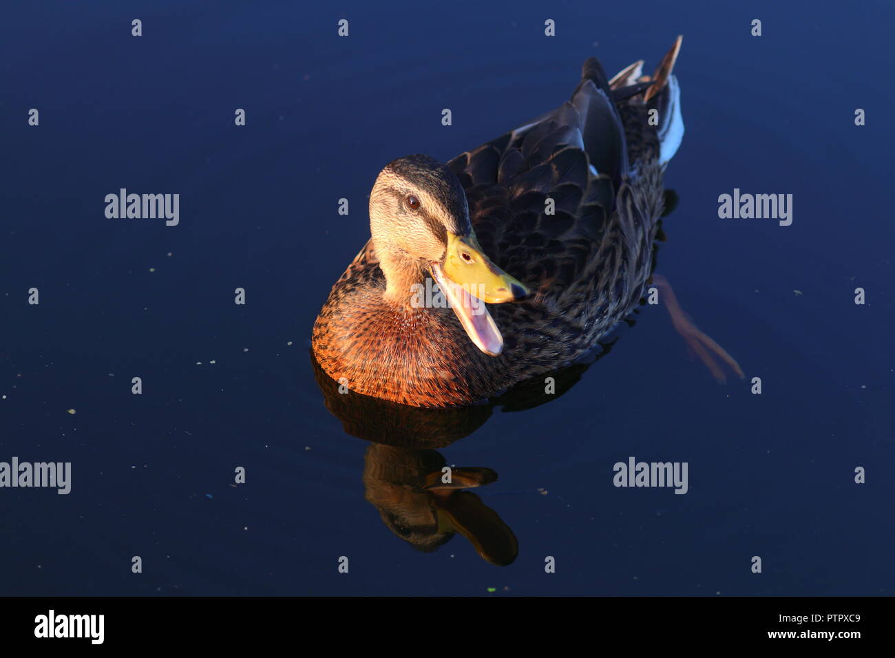 Liverpool duck canal hi-res stock photography and images - Alamy