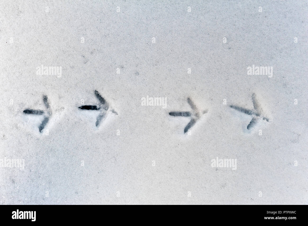 Bird tracks in snow hi-res stock photography and images - Alamy