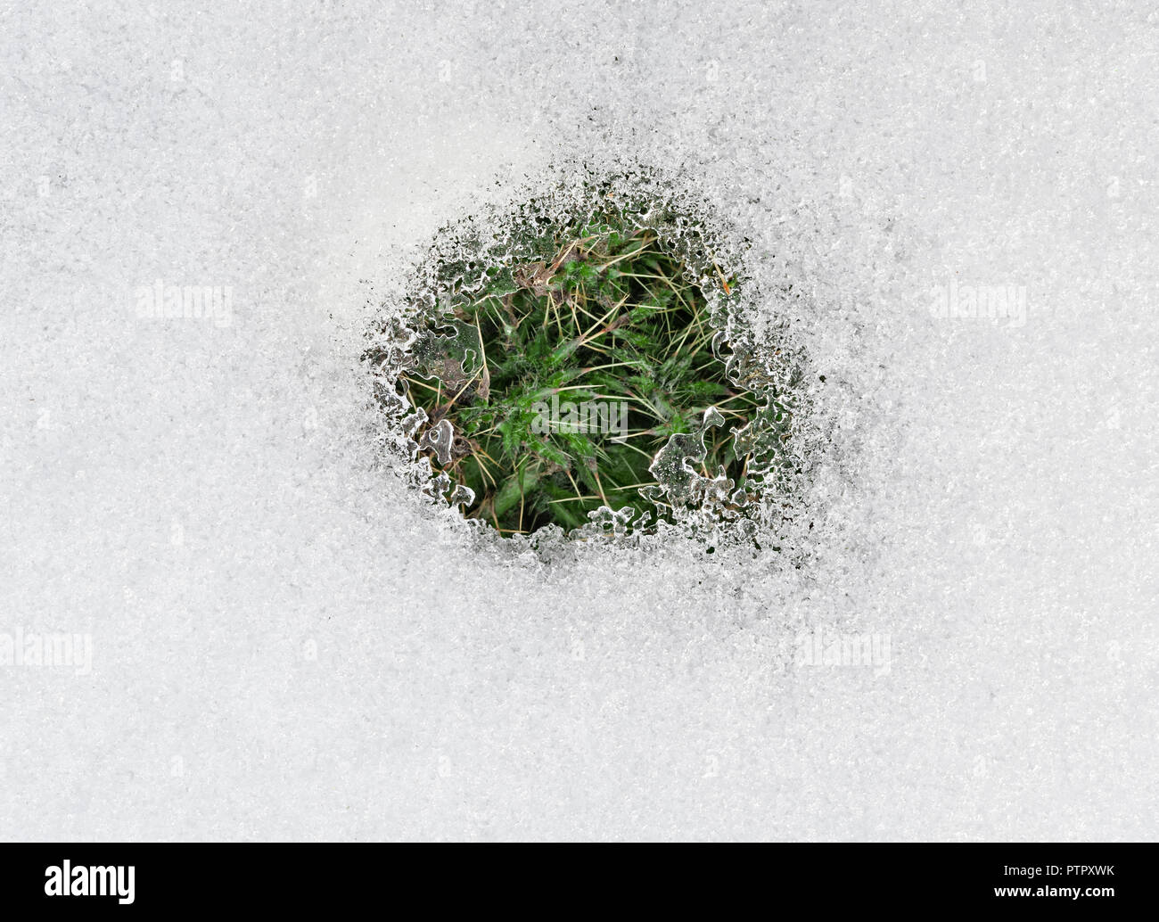 Frozen grass patch hi-res stock photography and images - Alamy