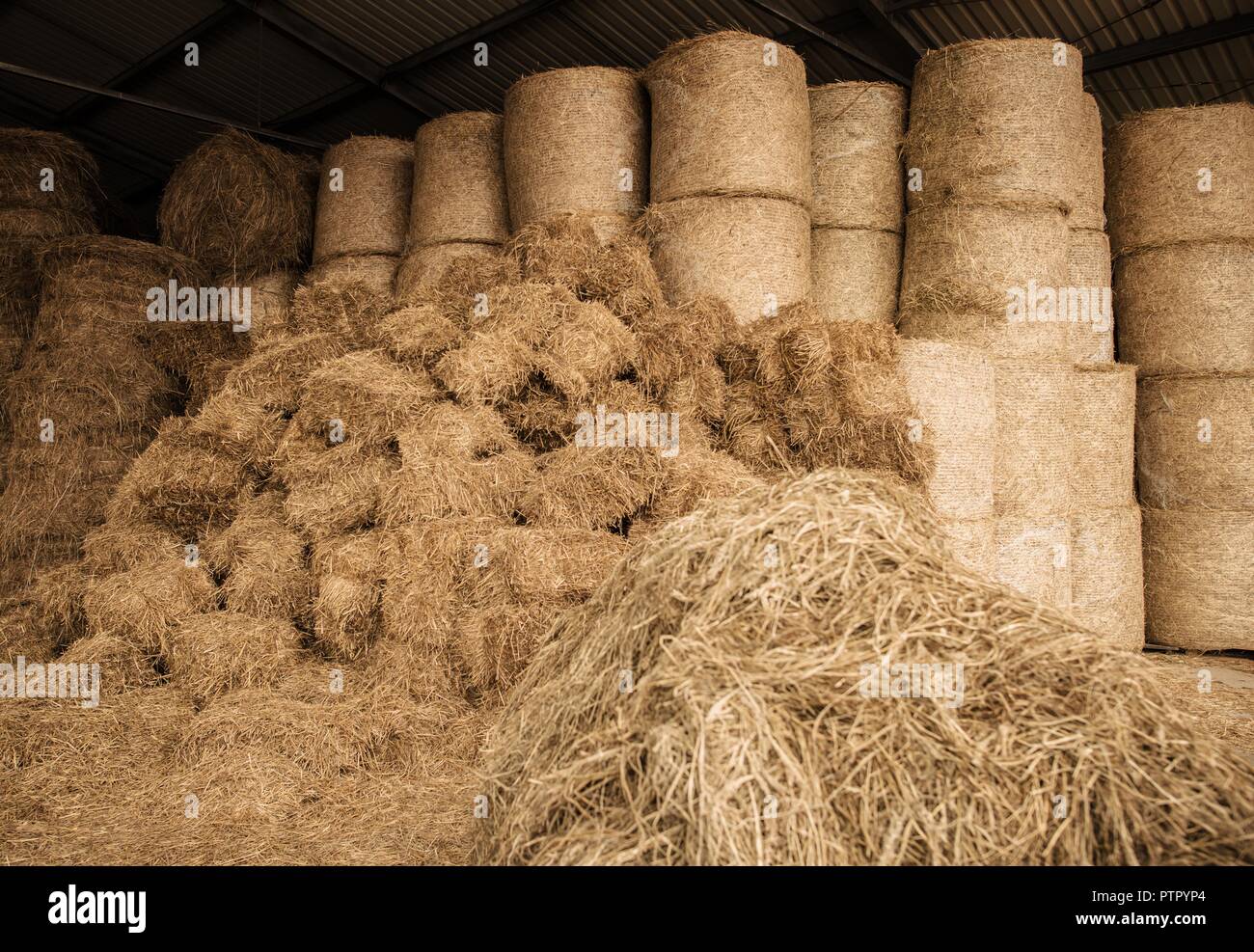 Stored Hay For the Farm Animals During Winter Season. Farming Theme ...