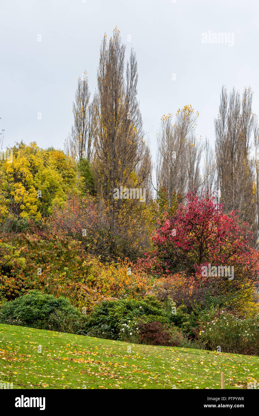 Autumn coloured trees and shrubs Queenstown Gardens Stock Photo - Alamy