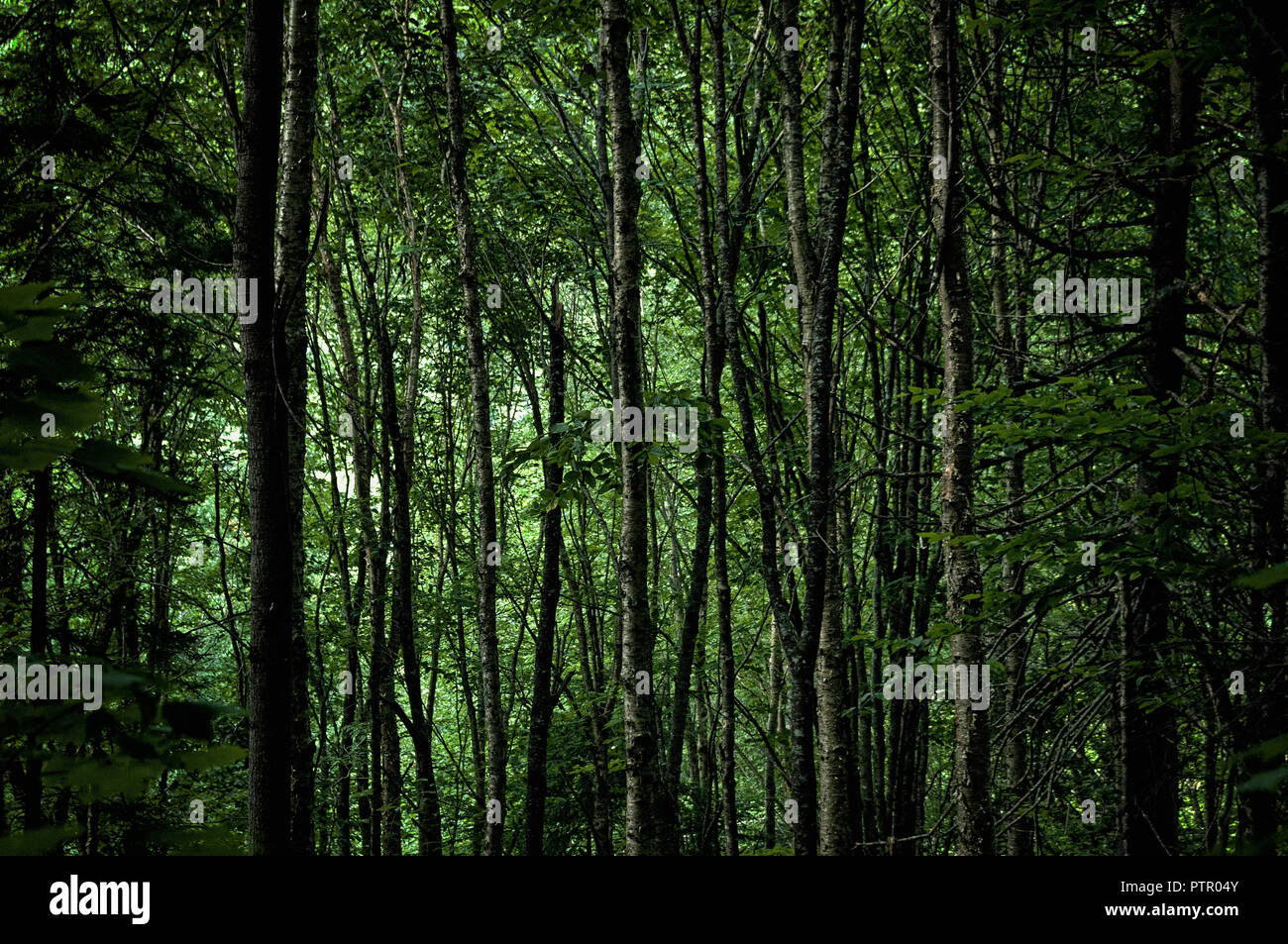 North quebec forest hi-res stock photography and images - Alamy