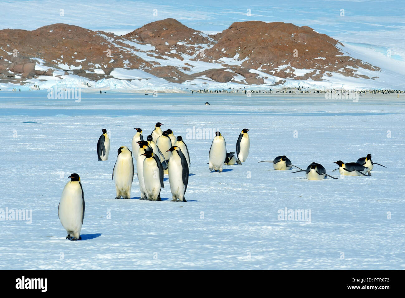 Baby emperor penguins close up hi-res stock photography and images - Alamy