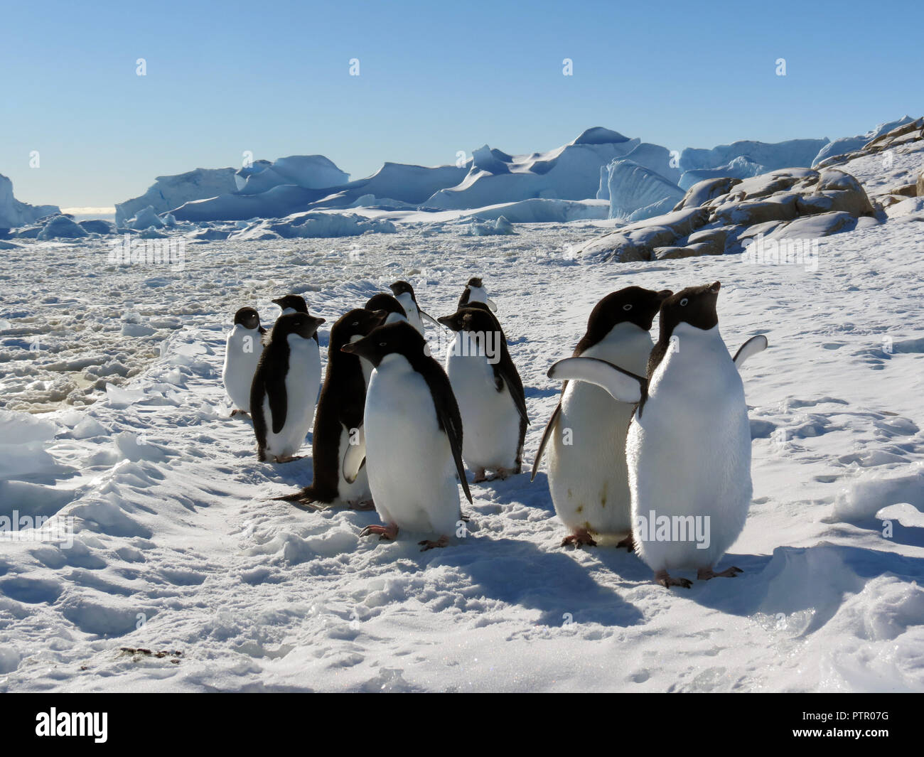Baby emperor penguin walking hi-res stock photography and images - Alamy