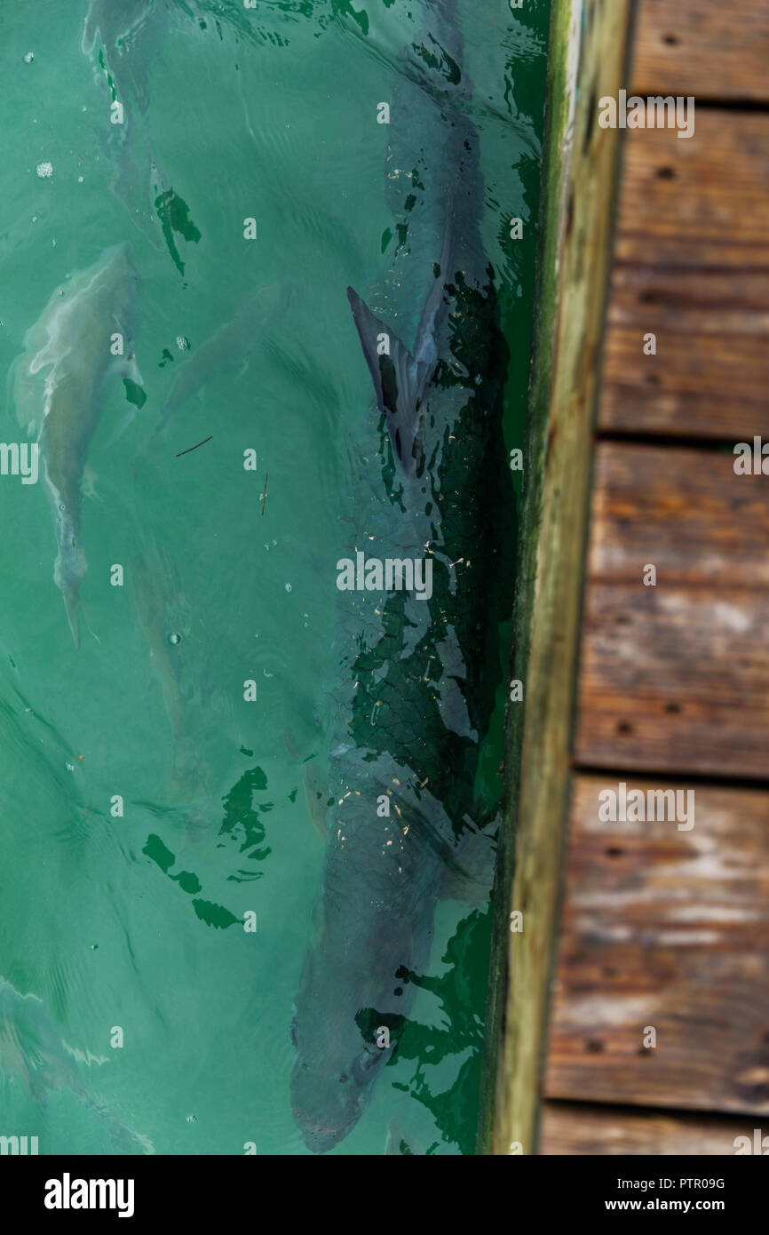 Feeding Big Tarpon Stock Photo - Alamy
