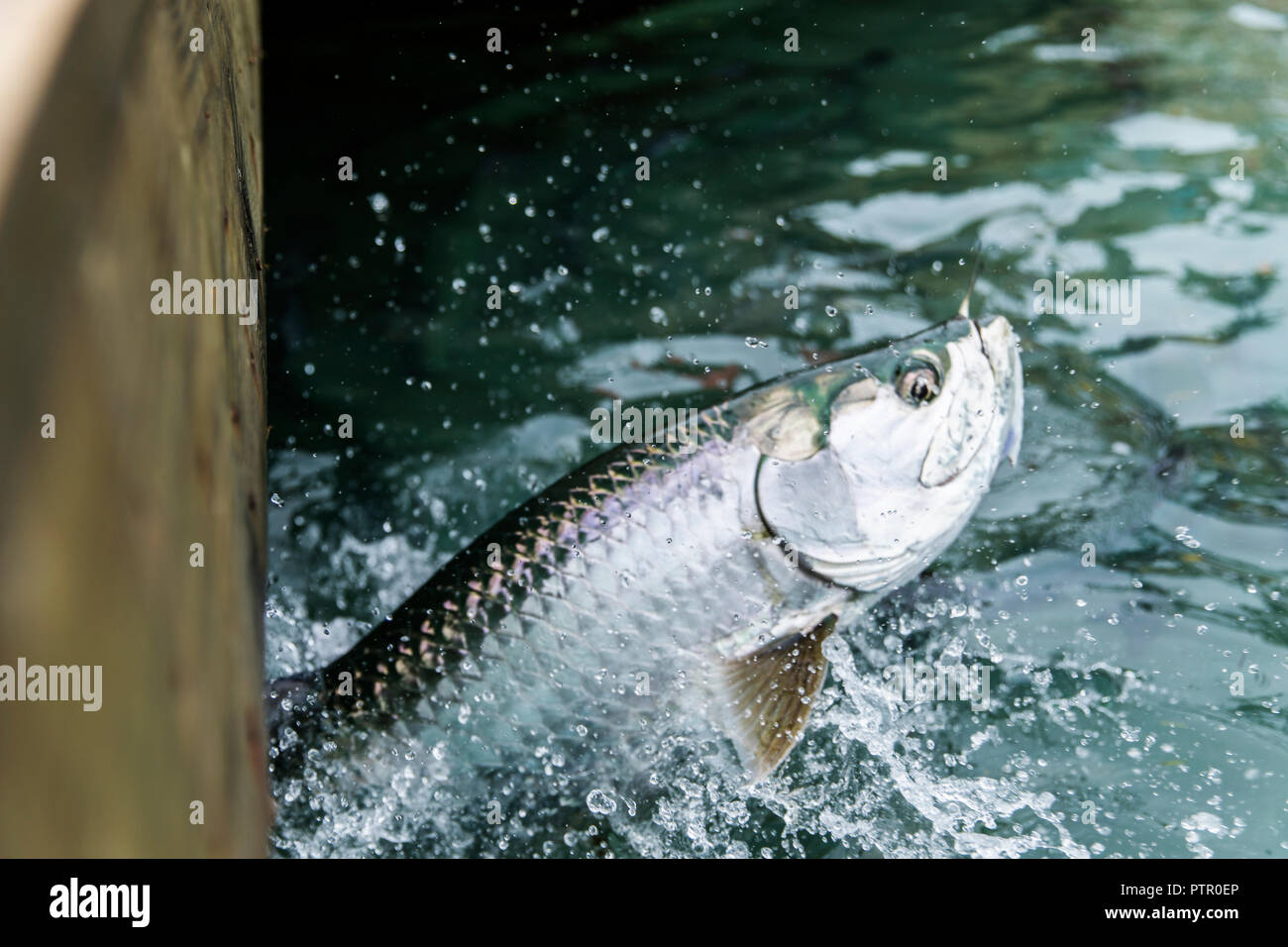 Tarpon Jumping Wallpaper