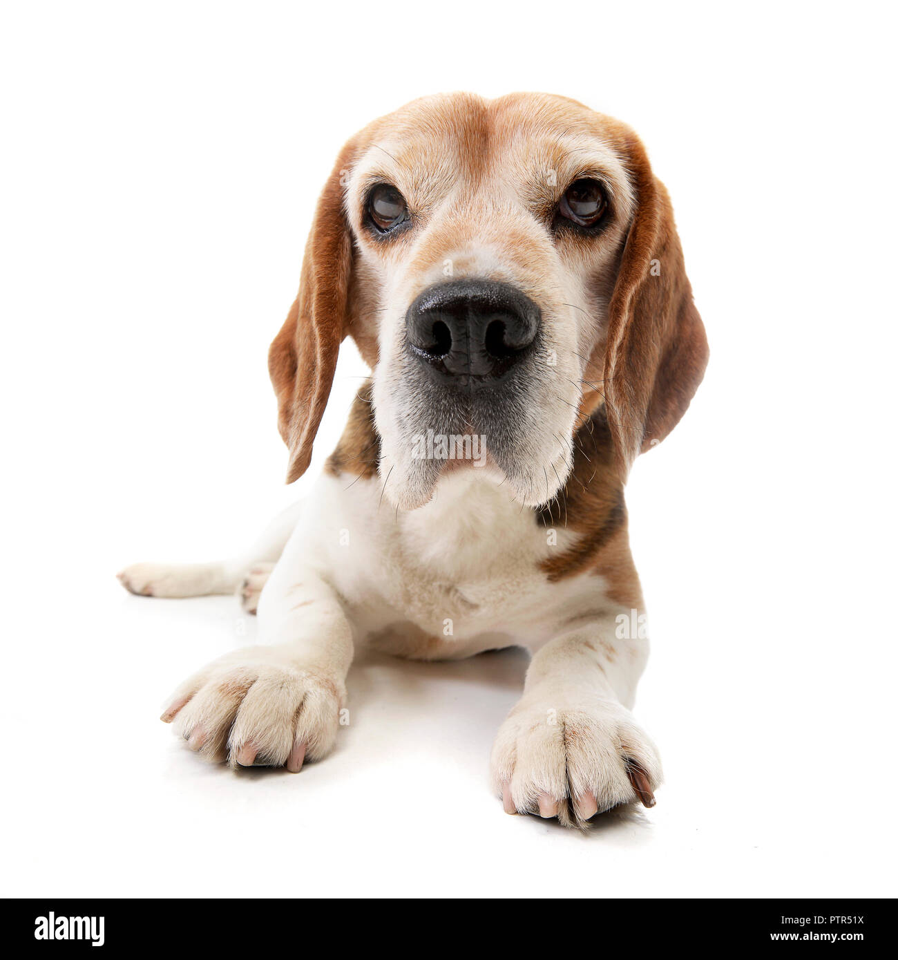 Studio shot of an adorable Beagle lying on white background Stock Photo ...