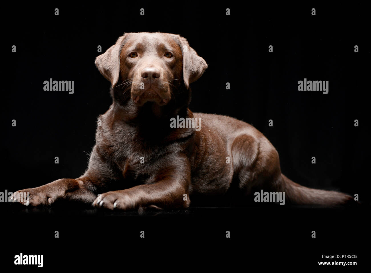 Friendly labrador side view hi-res stock photography and images - Alamy
