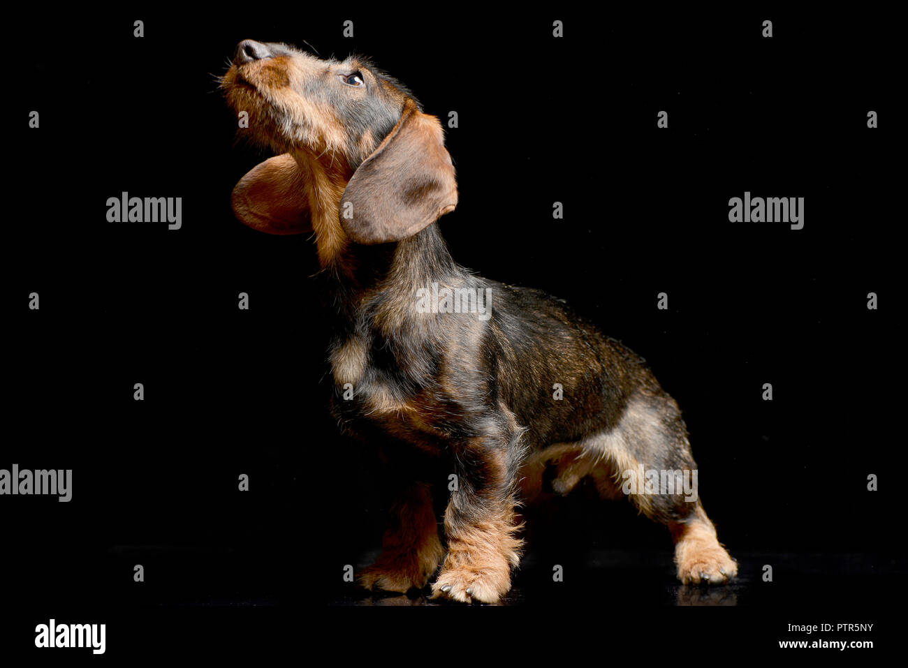 Dachshund side eye hi-res stock photography and images - Alamy