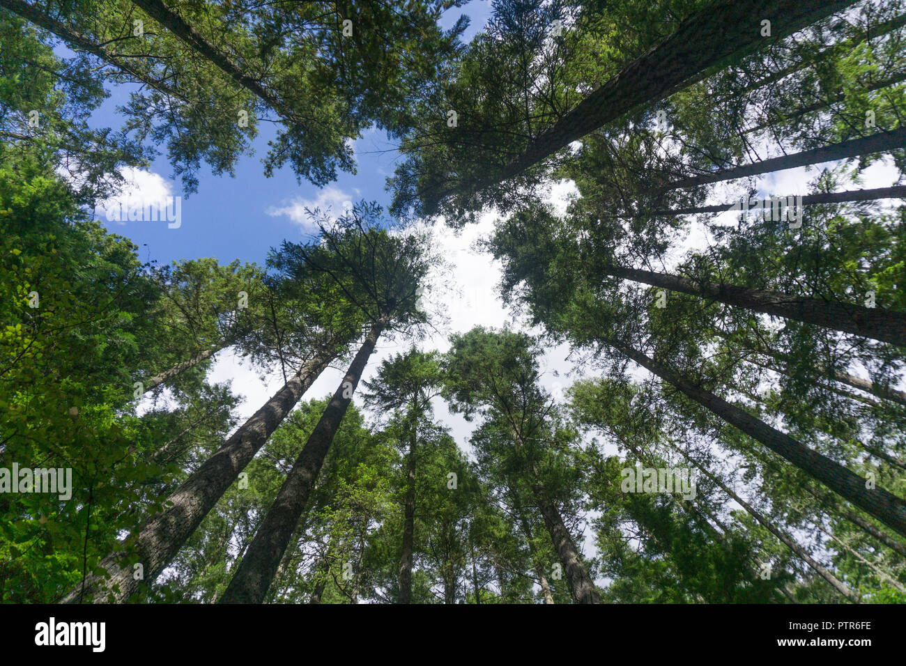 Forest trees from below looking up to canopy Stock Photo - Alamy