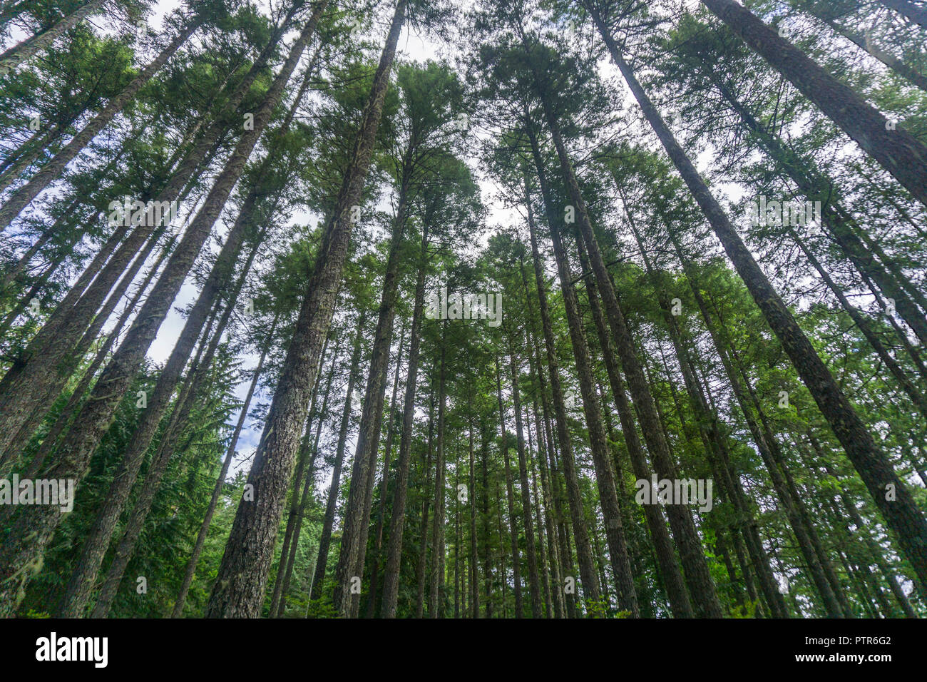 Forest trees from below looking up to canopy Stock Photo - Alamy