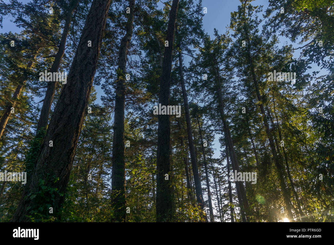 Forest trees from below looking up to canopy Stock Photo - Alamy