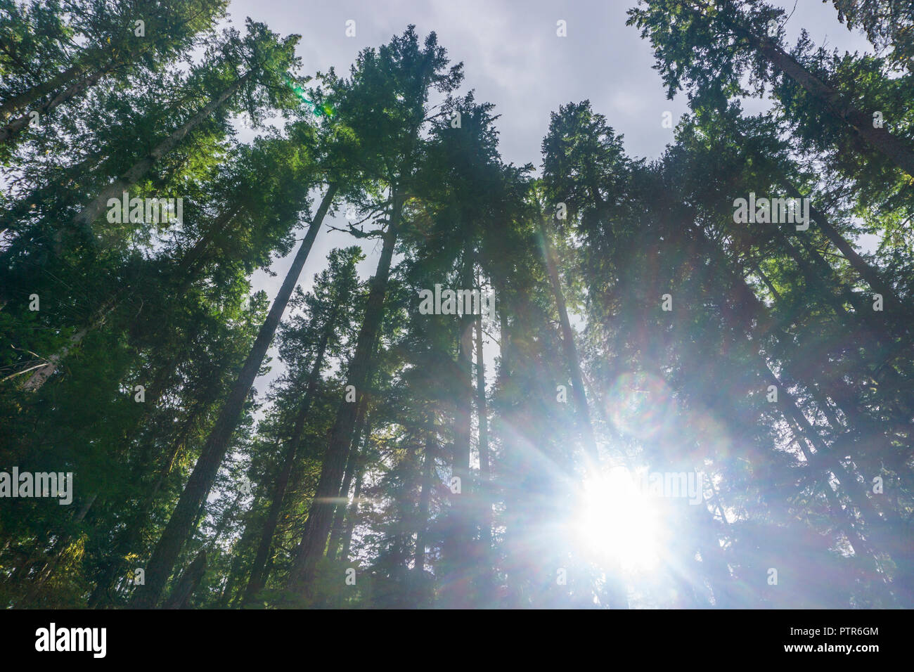 Forest trees from below looking up to canopy Stock Photo - Alamy